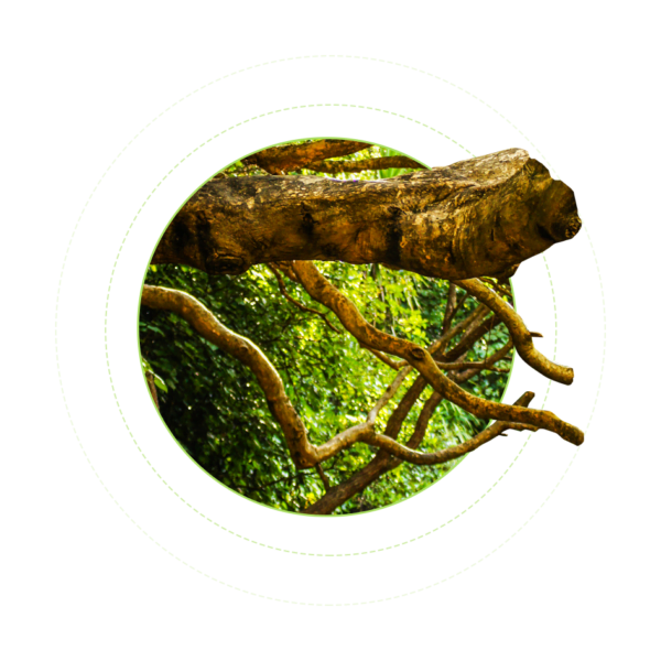 Contact us to find out more about our Tauranga arborist services